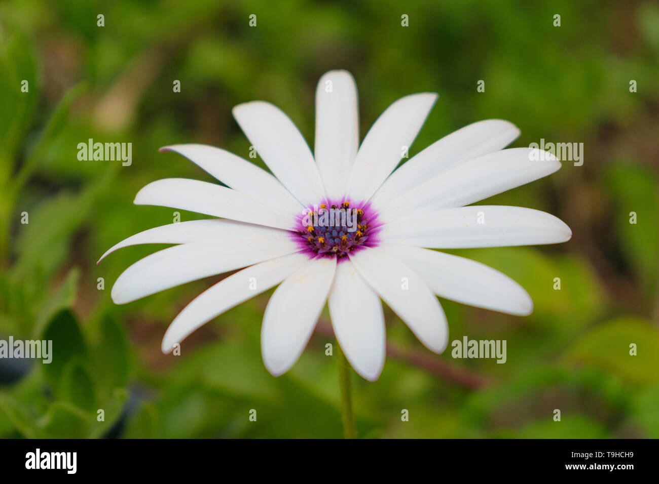 African daisy seeds hi-res stock photography and images - Alamy