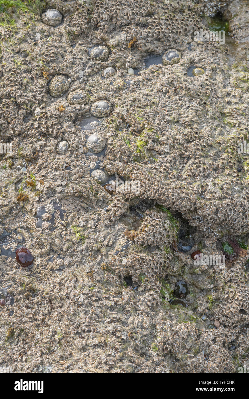 Unusual looking tube-like homes of the Honeycomb worm / Sabellaria ...