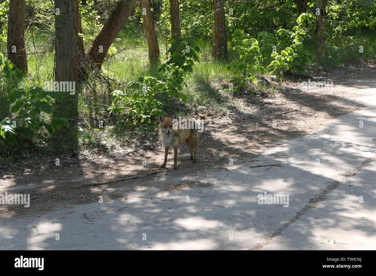 Fox at chernobyl hi-res stock photography and images - Alamy