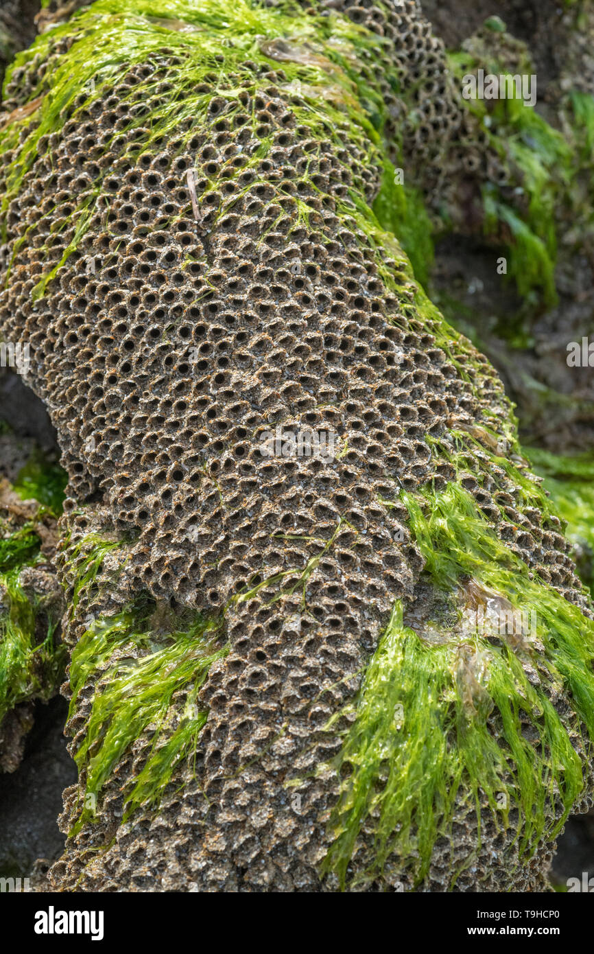 Unusual looking tube-like homes of the Honeycomb worm / Sabellaria ...