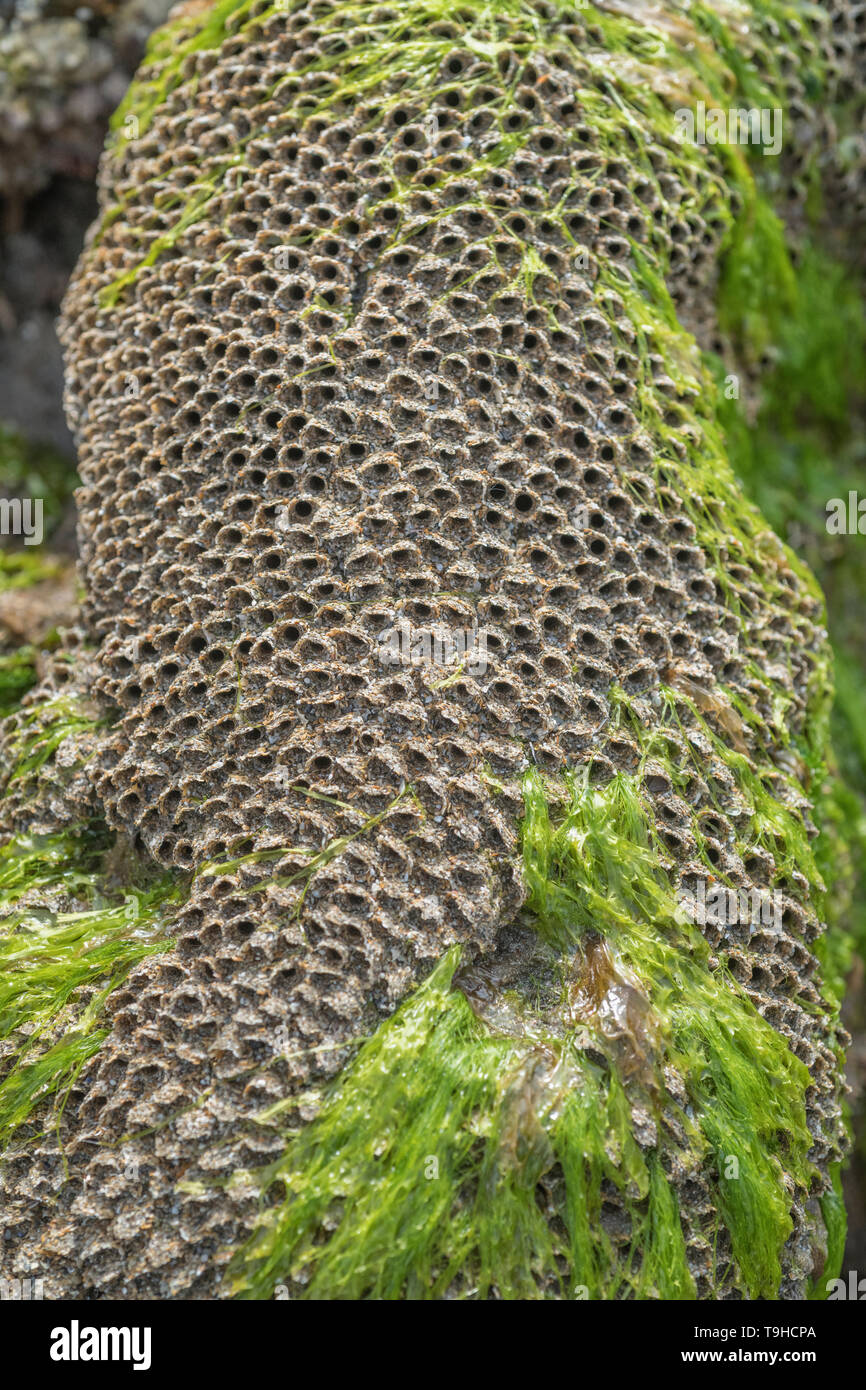 Unusual looking tube-like homes of the Honeycomb worm / Sabellaria ...