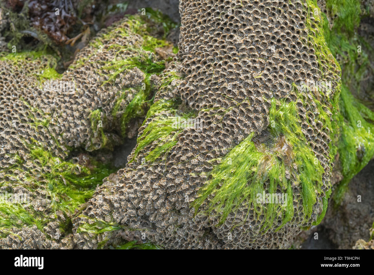 Reef of honeycomb worms hi-res stock photography and images - Alamy
