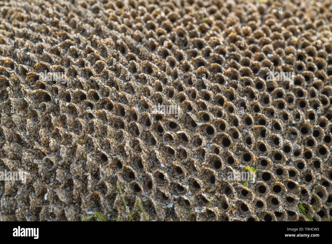 Sabellaria alveolata tubes hi-res stock photography and images - Alamy