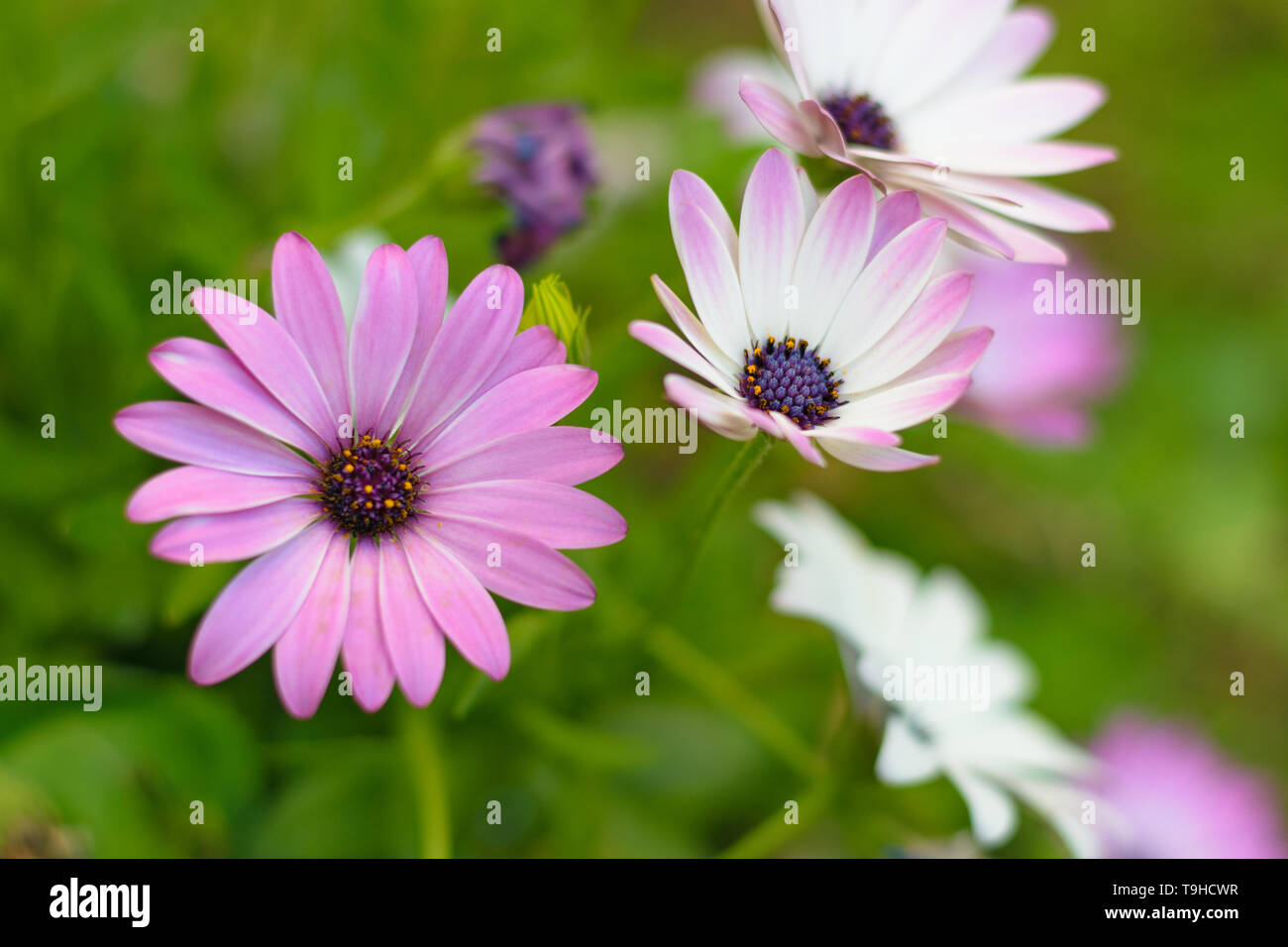 White and pink African Daisies (Osteospermum) blossoms Stock Photo - Alamy
