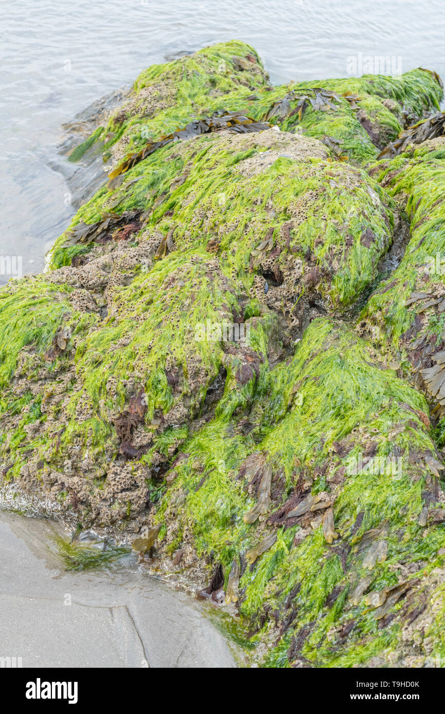 Unusual looking tube-like homes of the Honeycomb worm / Sabellaria ...