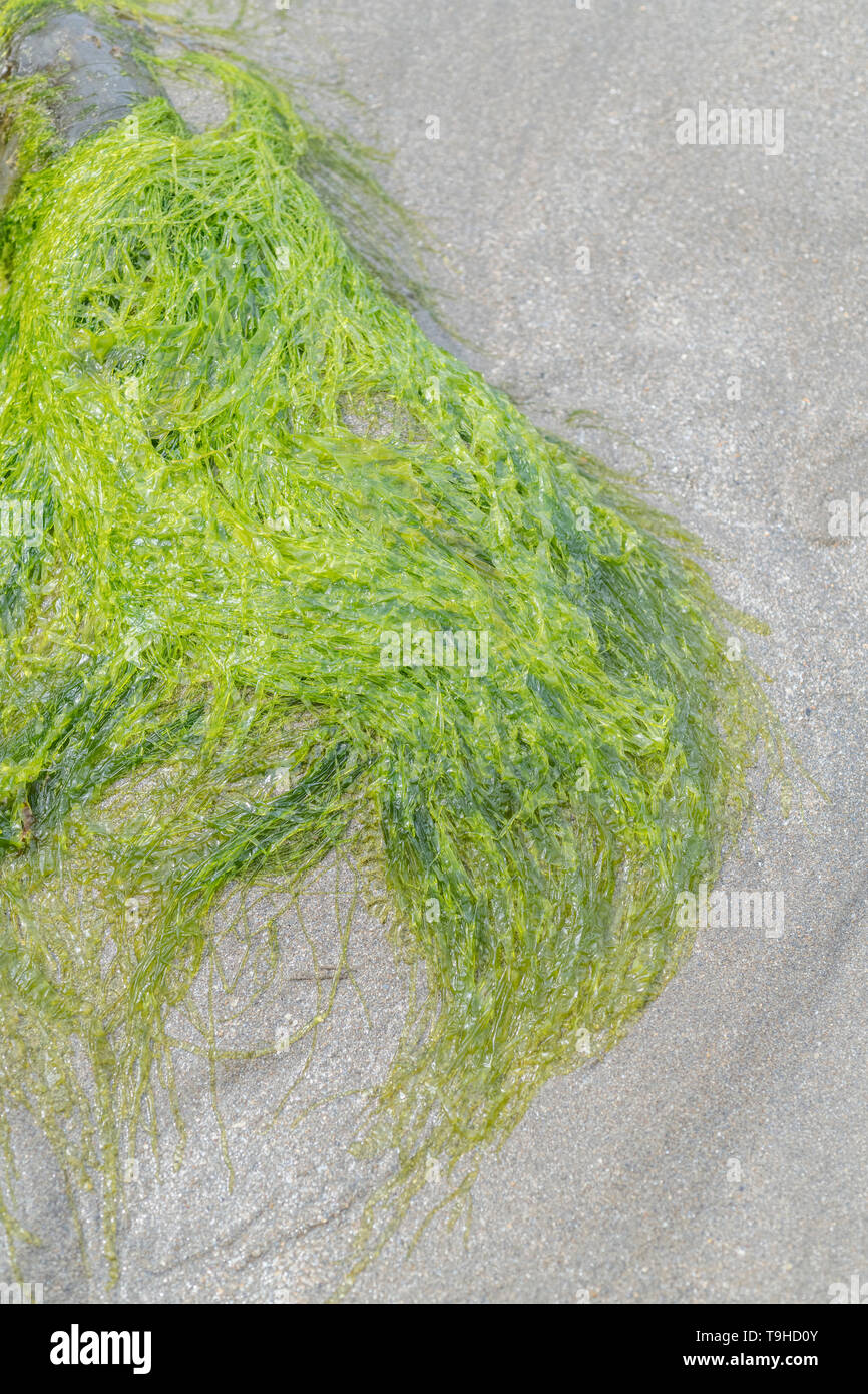 Enteromorpha intestinalis hi-res stock photography and images - Alamy