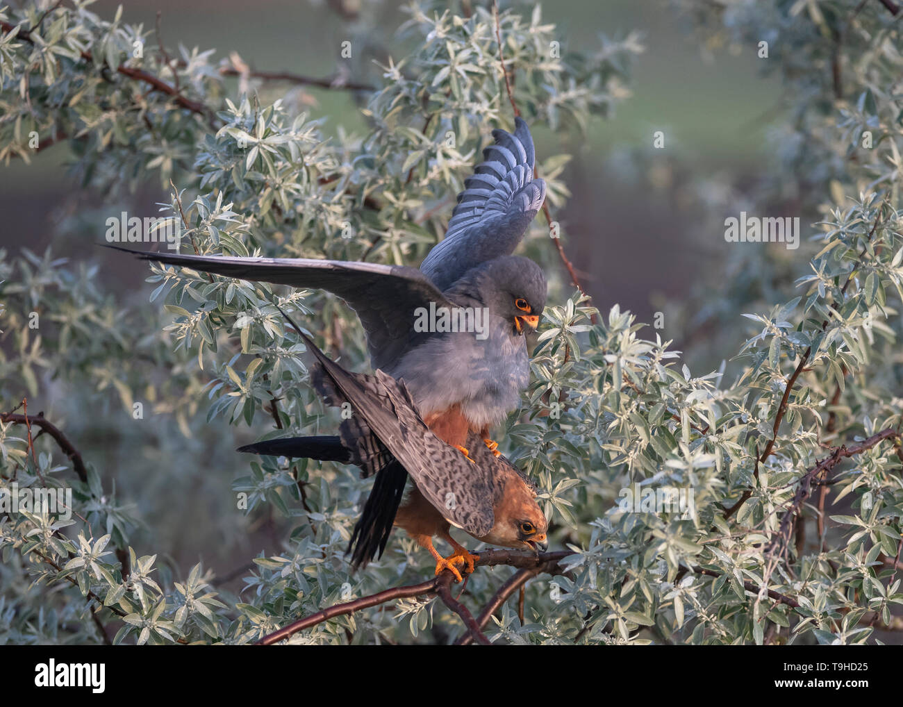 Raptor hide hi-res stock photography and images - Alamy