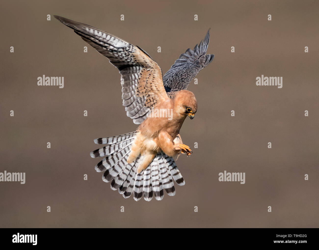 Raptor hide hi-res stock photography and images - Alamy