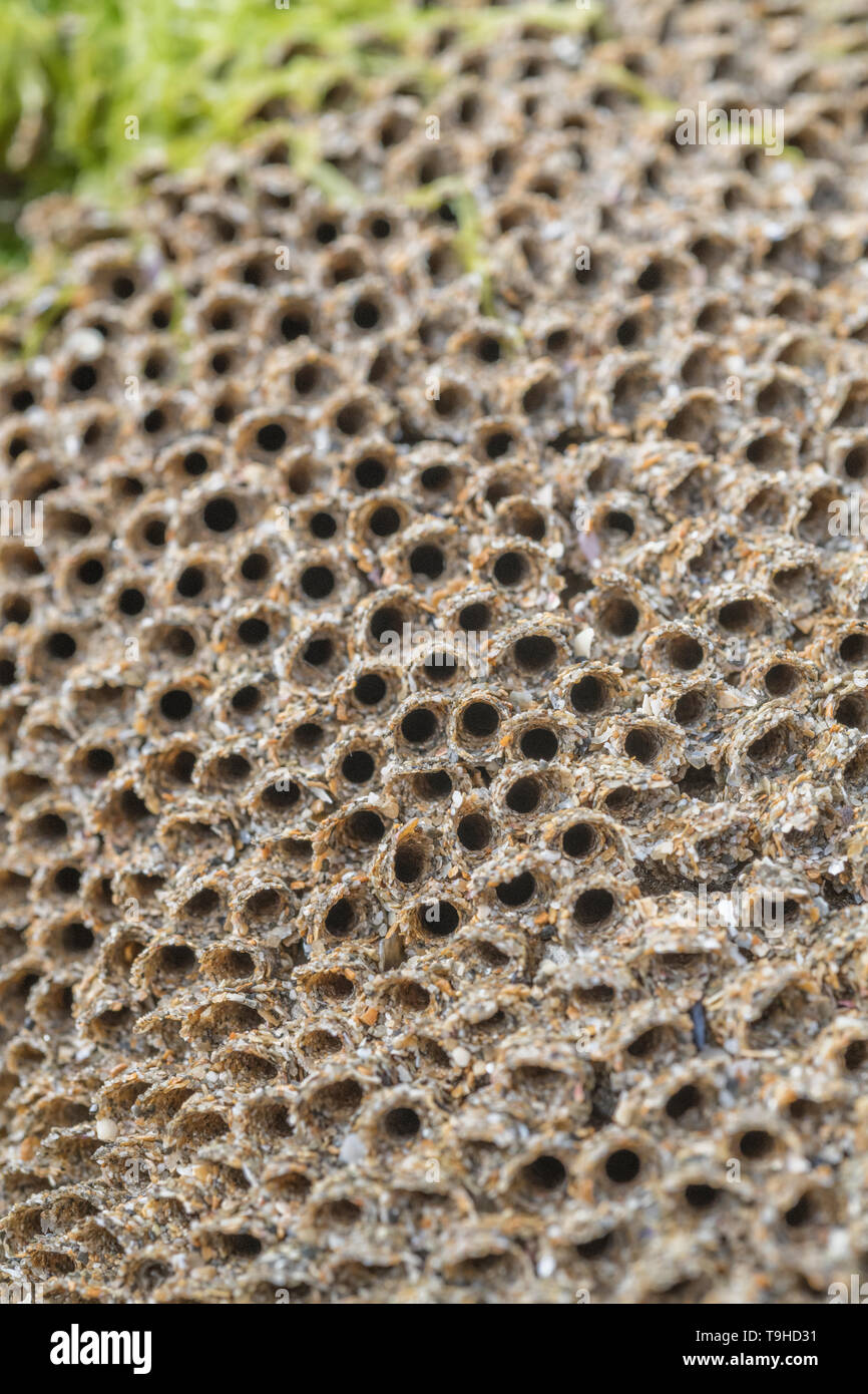 Unusual looking tube-like homes of the Honeycomb worm / Sabellaria ...