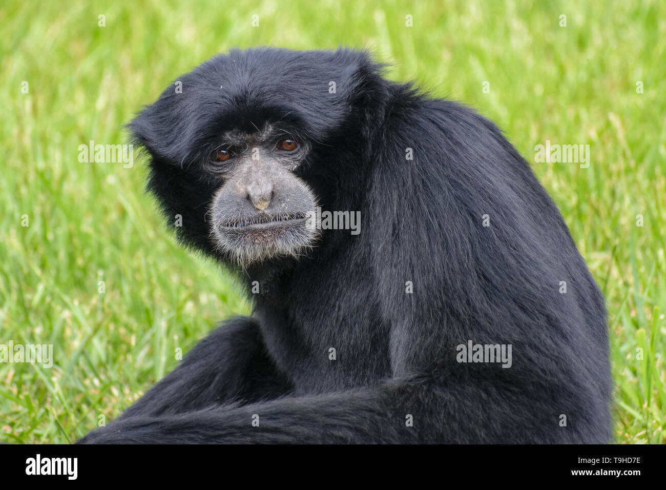 Siamang Gibbon (Hylobates syndactylus) portrait Stock Photo - Alamy