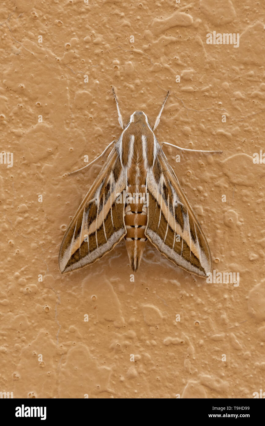 A Silver Striped Hawk Moth or Vine Hawk Moth, rests on a wall ...