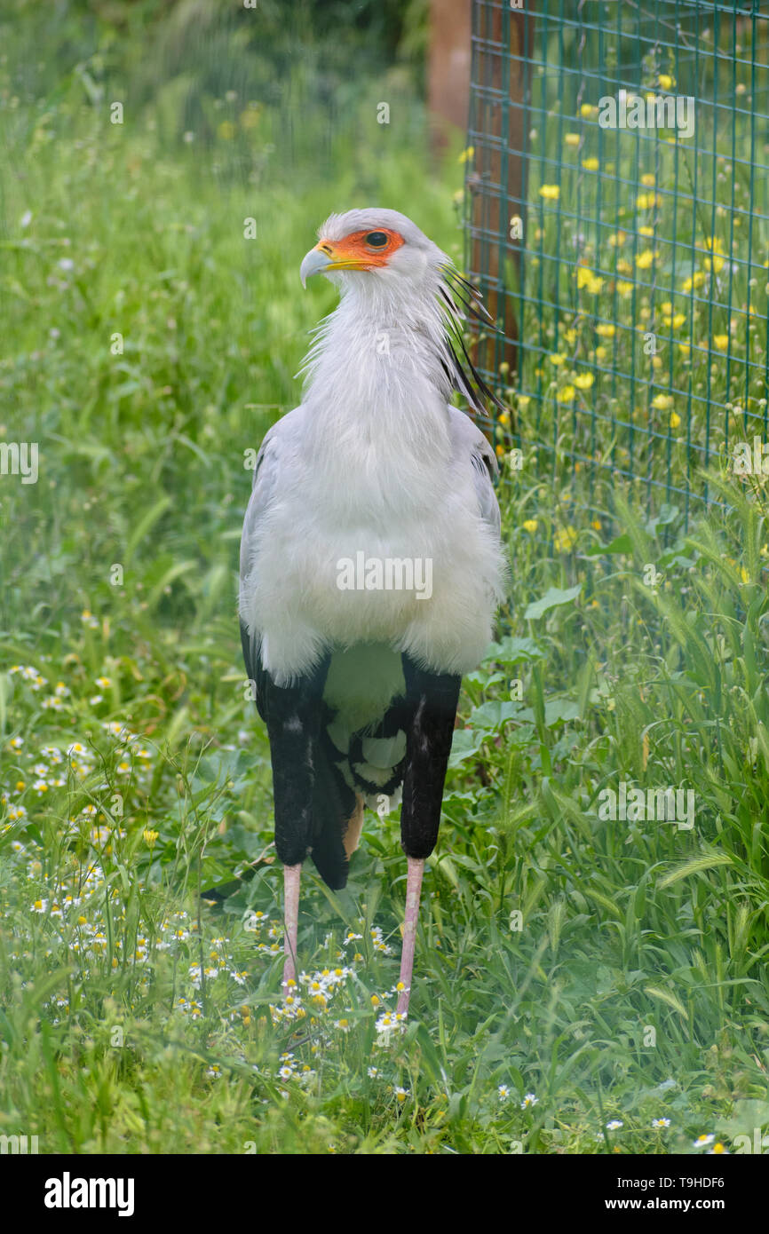 Beautiful secretary bird walking hi-res stock photography and images ...