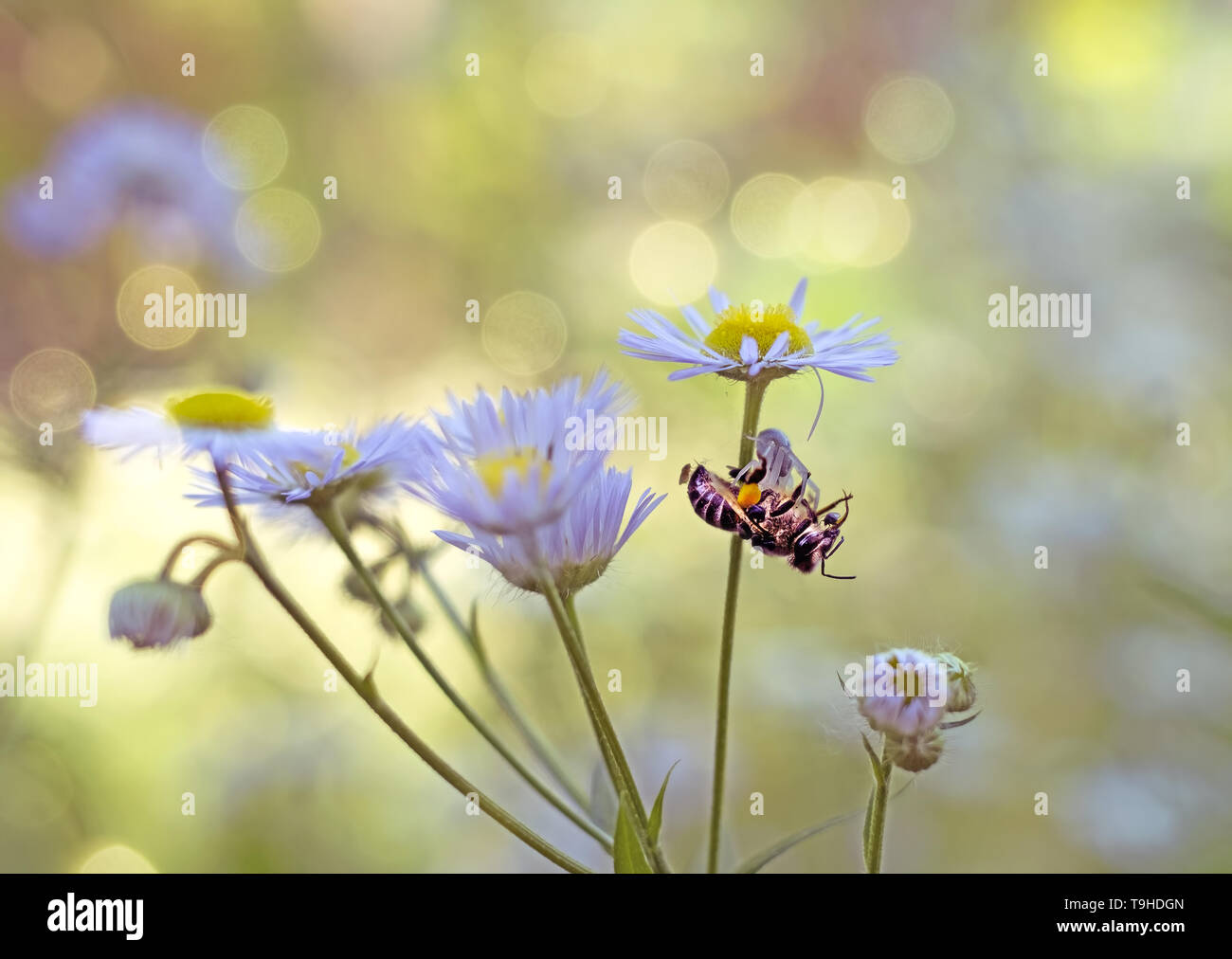 Bee trapped in web hi-res stock photography and images - Alamy