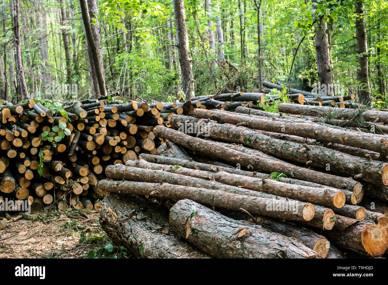 trees cut and stacked in forest Stock Photo - Alamy