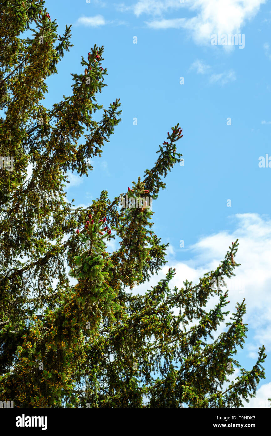 Young Red Pine Cones Growing on the Branches of a Green Fir Tree Stock ...
