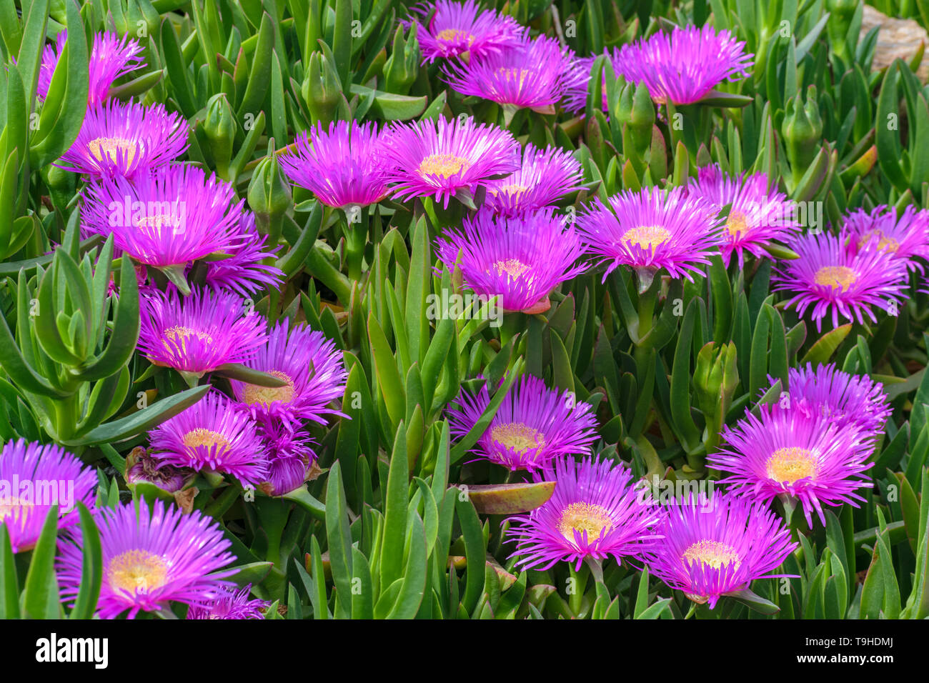 Carpobrotus chilensis (sea fig) succulent Stock Photo - Alamy