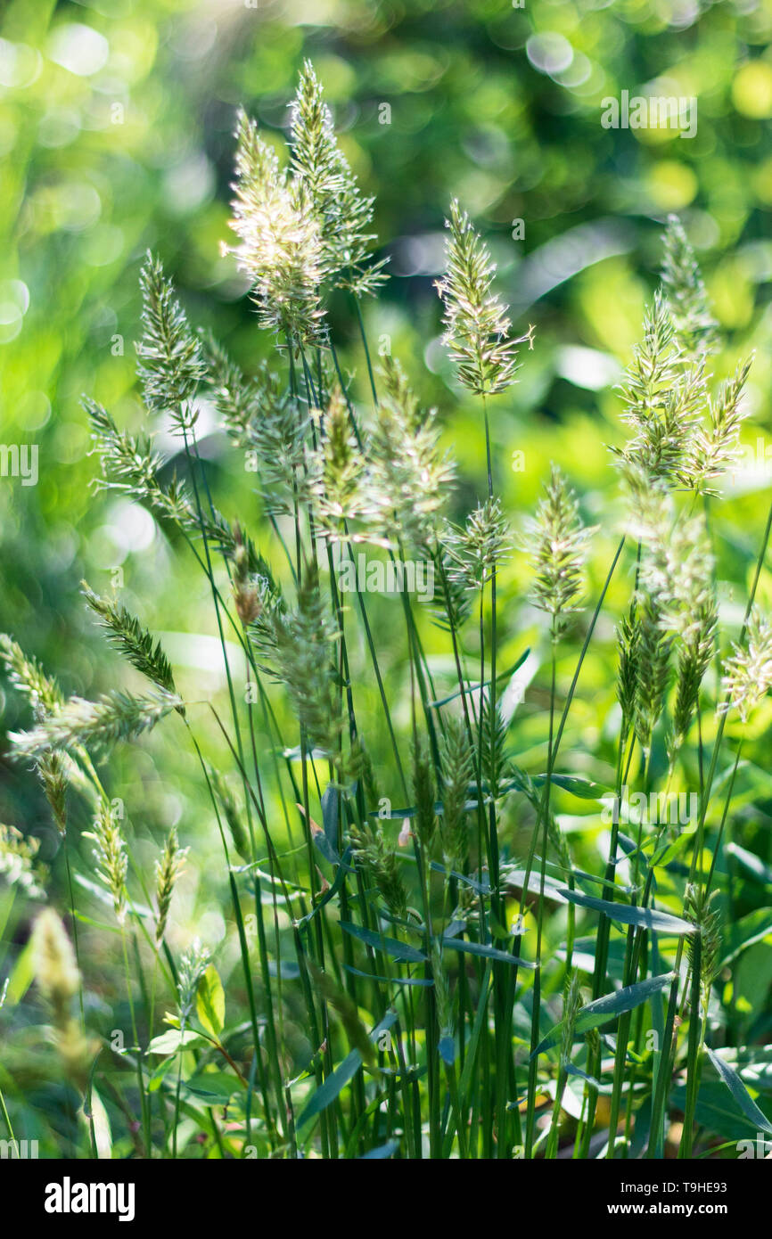 The foxtail weed (Setaria faberi) looks beautiful in the sunlight, but ...