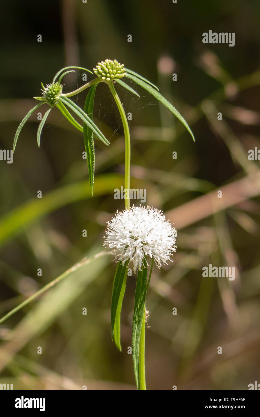 Echinops sphaerocephalus, Pale Globe-thistle Stock Photo - Alamy
