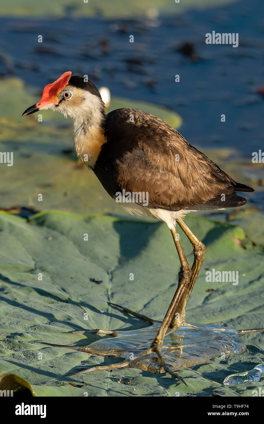 Comb-crested Jacana, Irediparra gallinacea at Yellow Waters, Kakadu NP ...