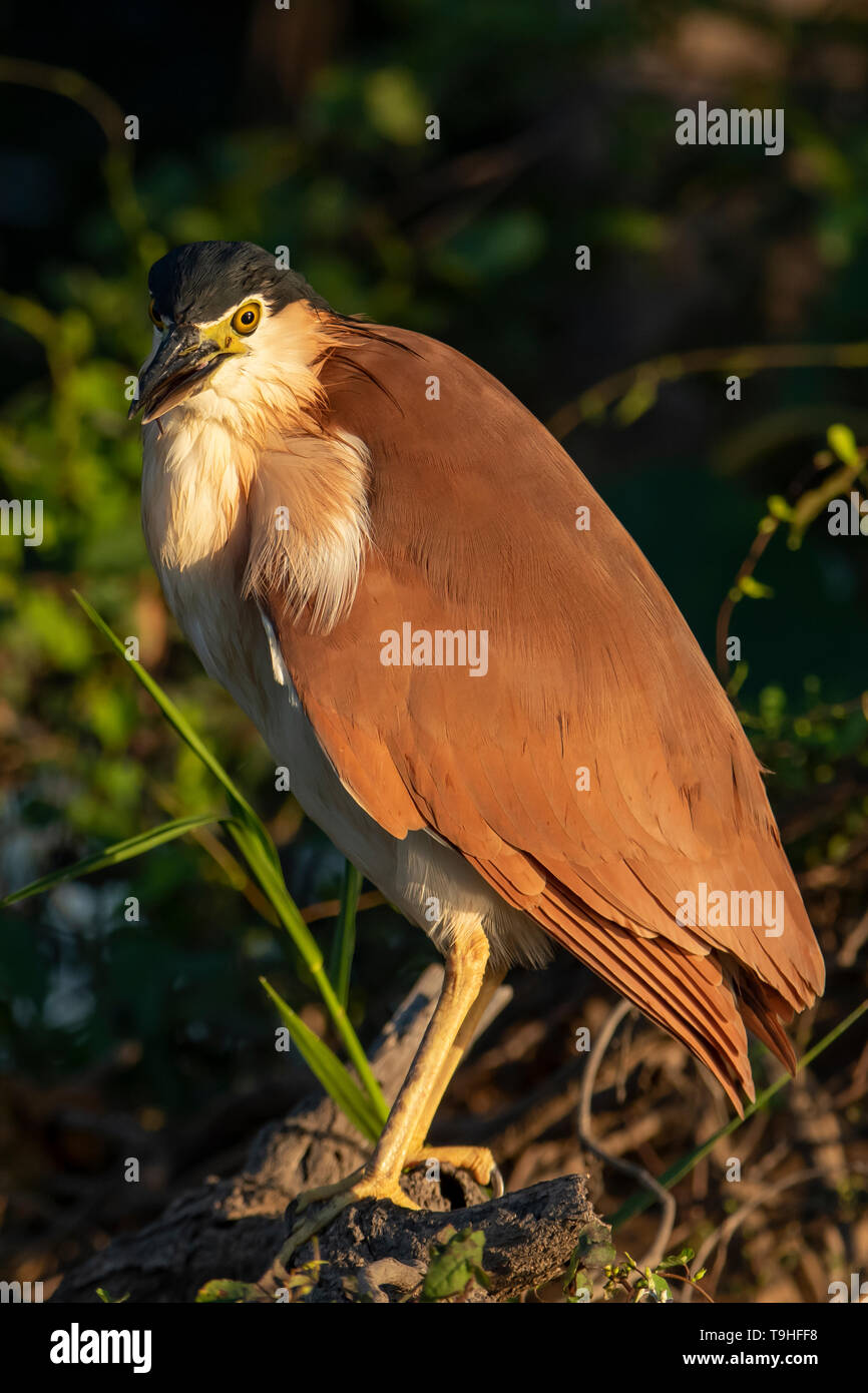 Nankeen Night Heron, Nycticorax caledonicus at Yellow Waters, Kakadu NP ...