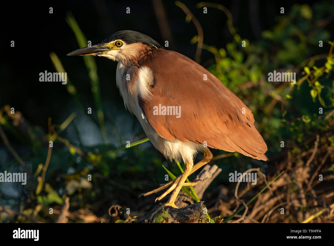 Nankeen Night Heron, Nycticorax caledonicus at Yellow Waters, Kakadu NP ...