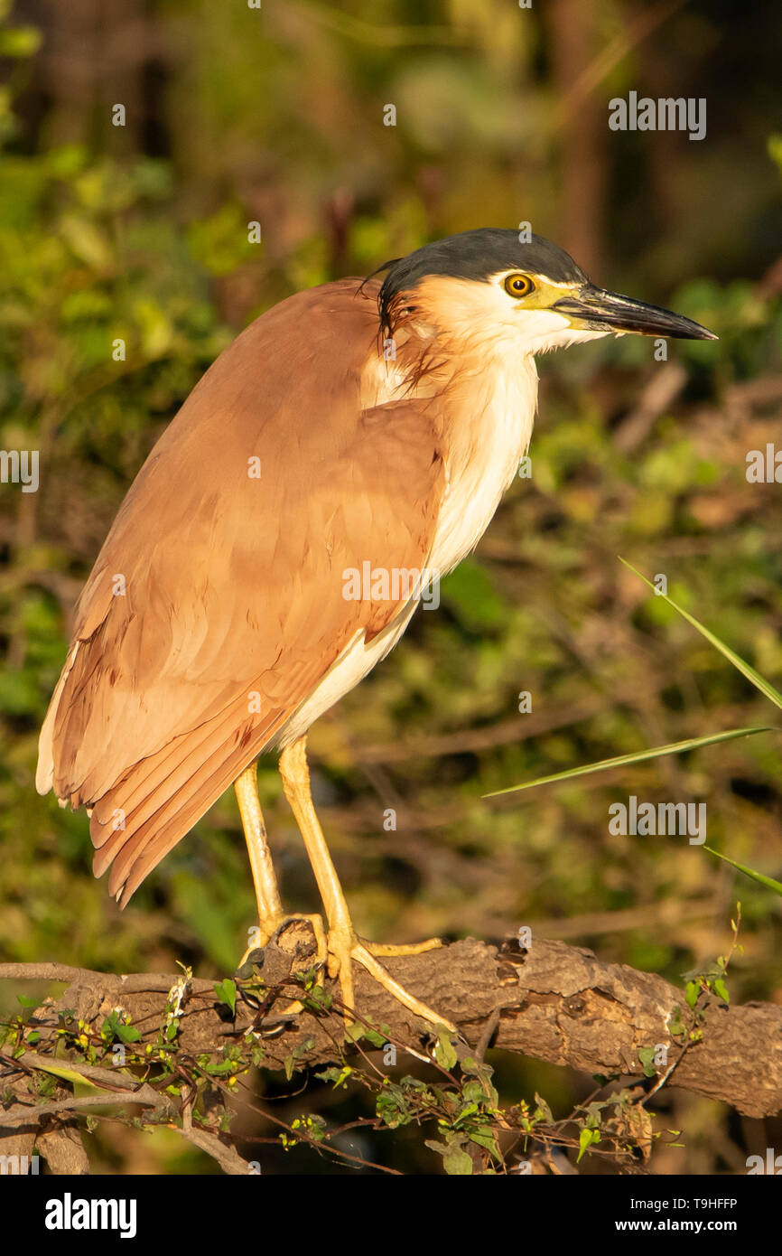 Nankeen Night Heron, Nycticorax caledonicus at Yellow Waters, Kakadu NP ...