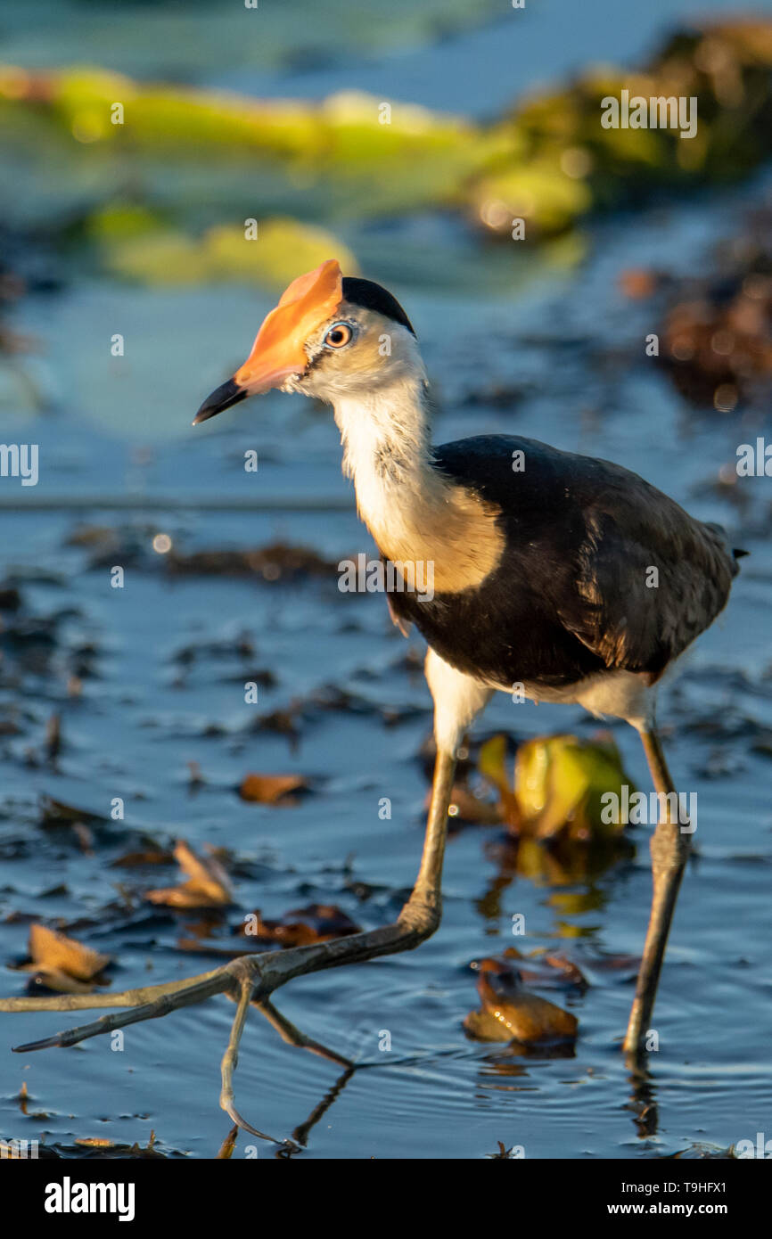 Comb-crested Jacana, Irediparra gallinacea at Yellow Waters, Kakadu NP ...