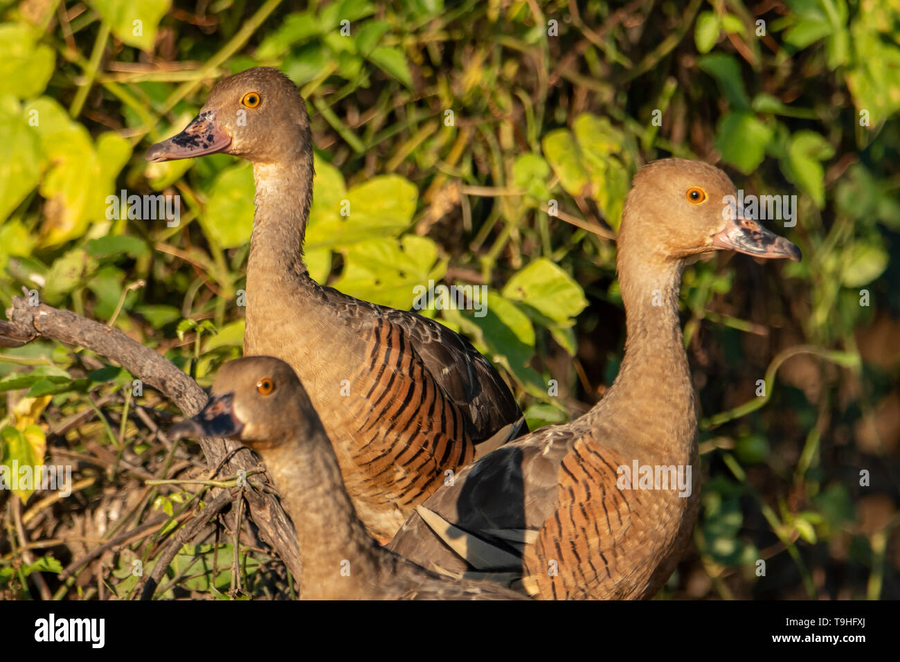 Yellow ducks hi-res stock photography and images - Alamy