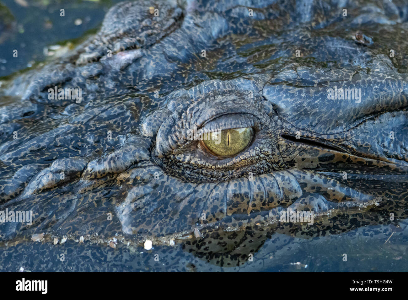 The Eye of a Saltwater Crocodile, Crocodylus porosus at Yellow Waters ...