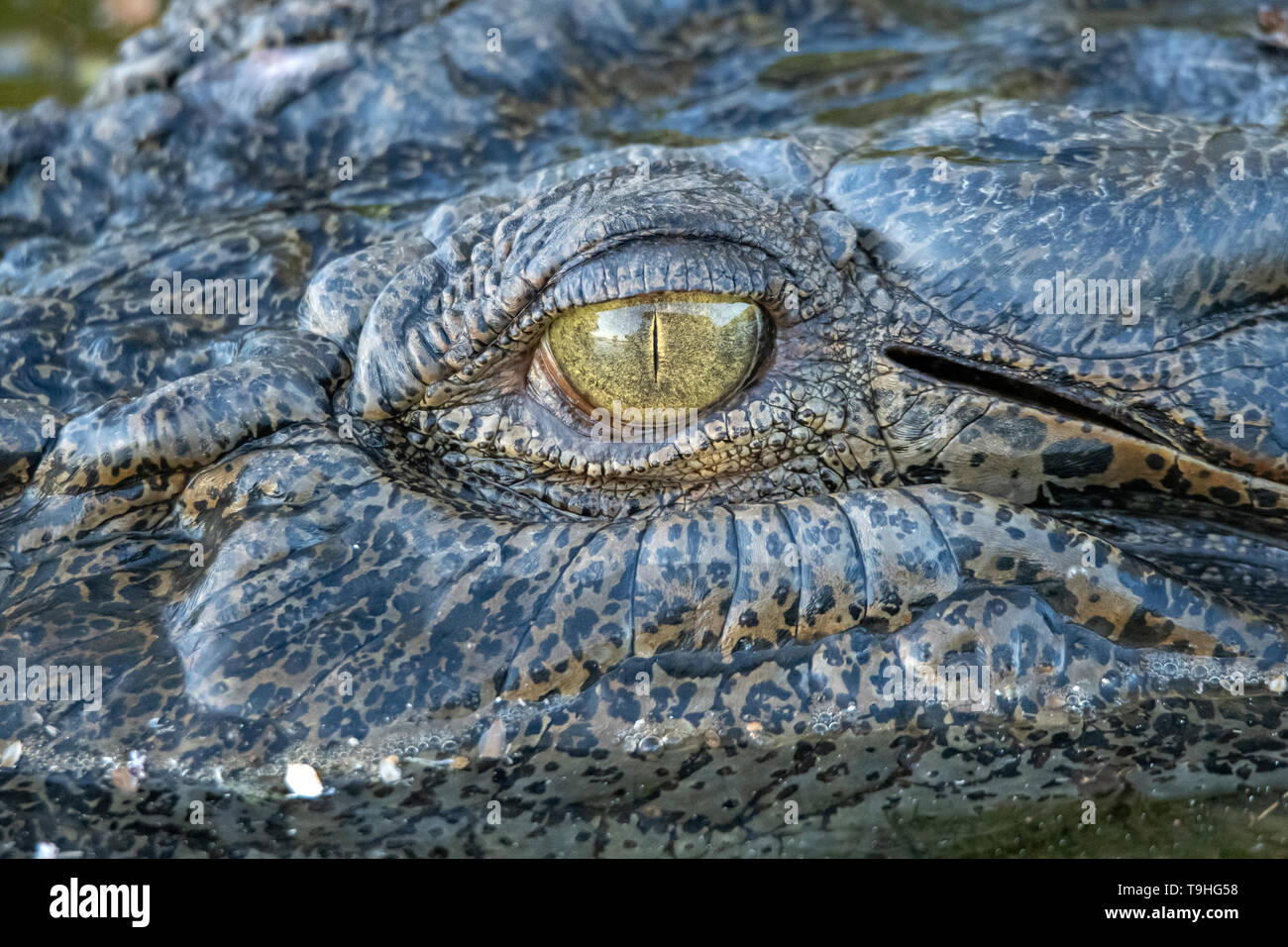 The Eye of a Saltwater Crocodile, Crocodylus porosus at Yellow Waters ...