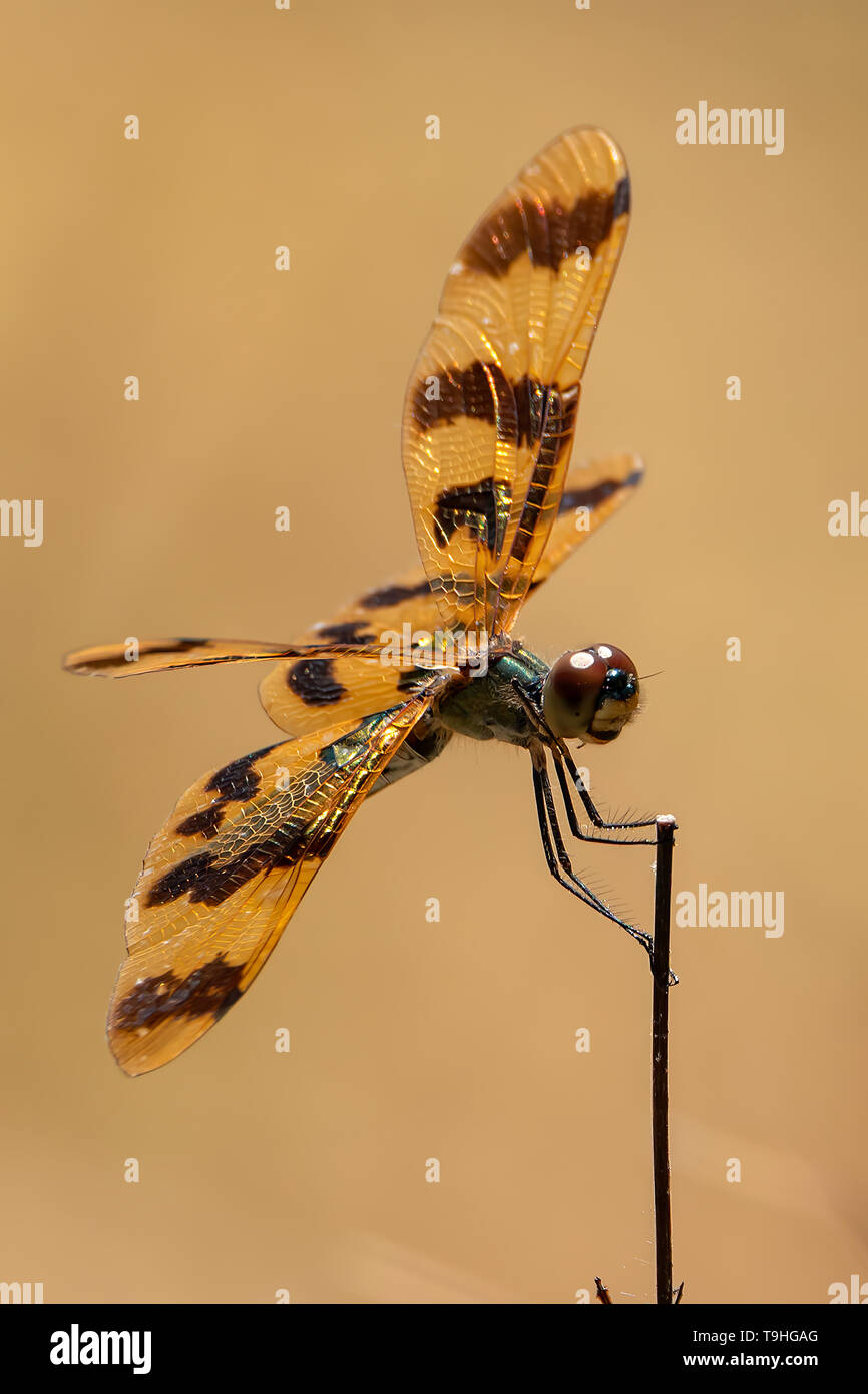 Graphic Flutterer, Rhyothemis graphiptera at Mary River, NT Stock Photo ...