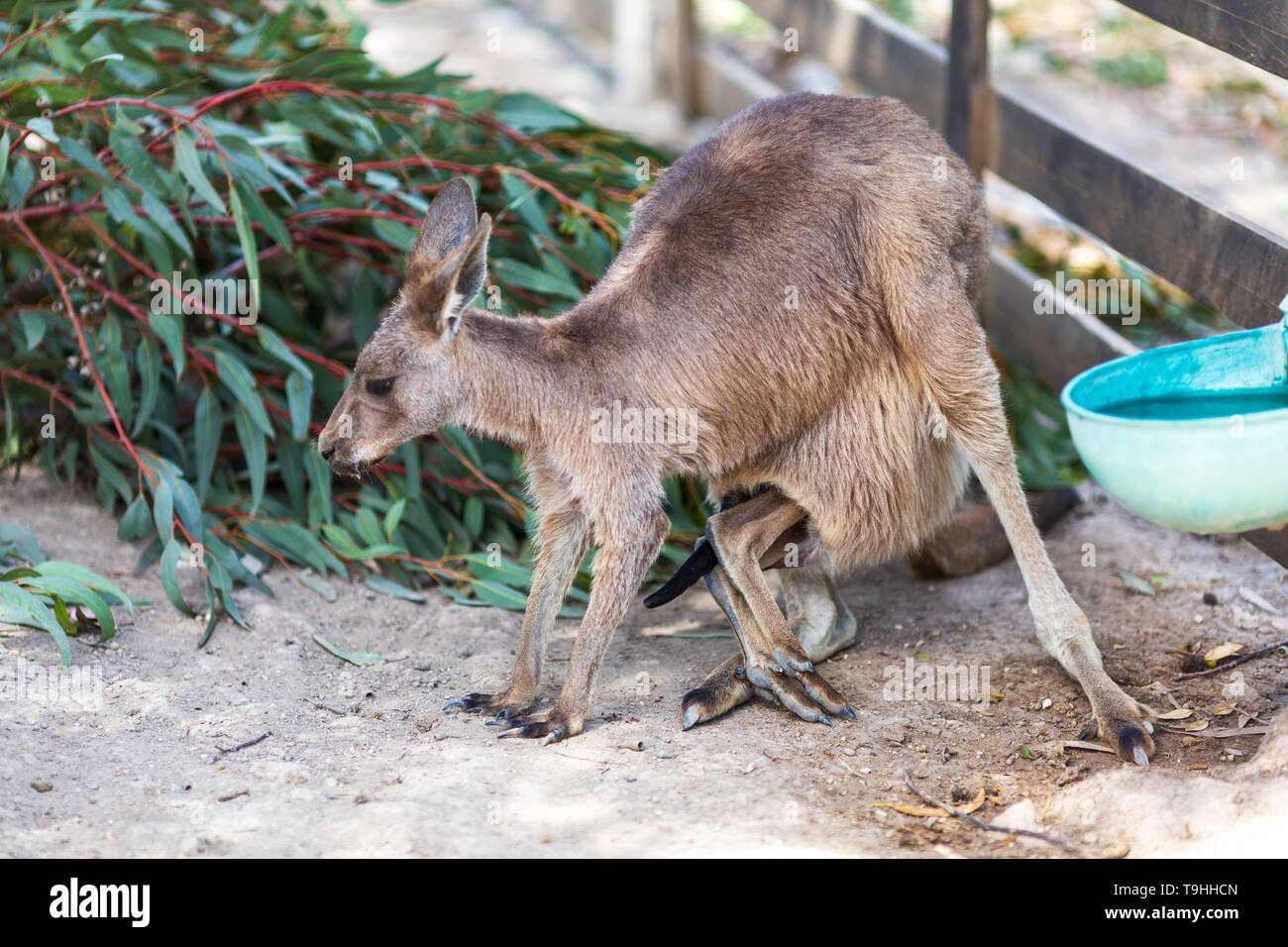 Kangaroo offspring hi-res stock photography and images - Alamy