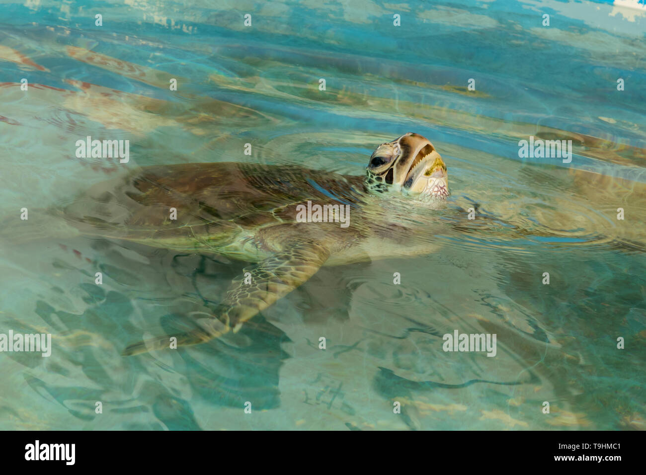 Fitzroy island turtle hi-res stock photography and images - Alamy