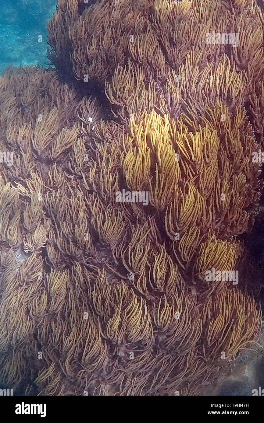 World heritage great barrier reef hi-res stock photography and images ...