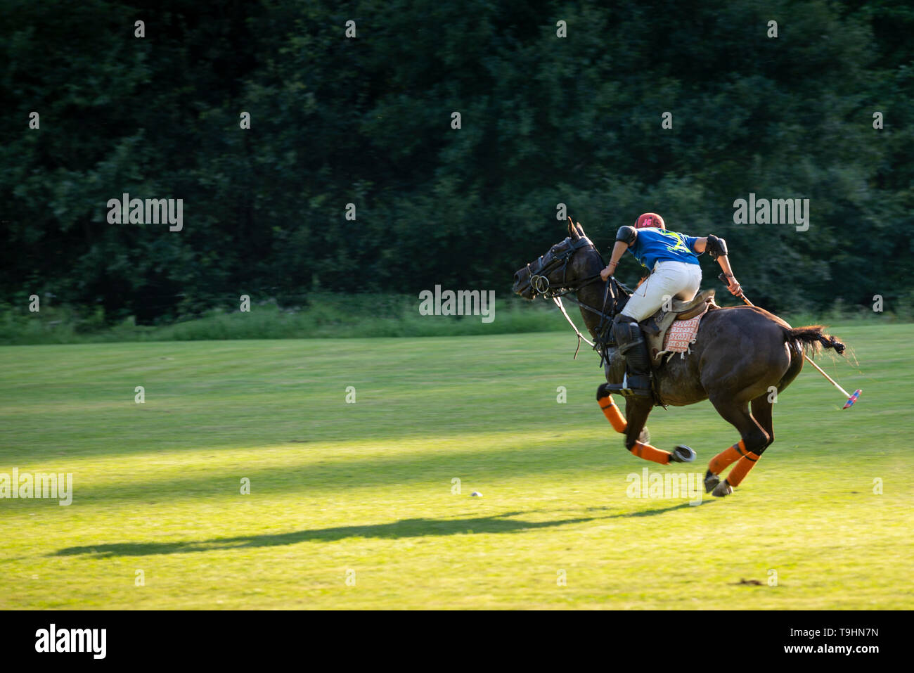 polo player with his stick running with his horse Stock Photo - Alamy