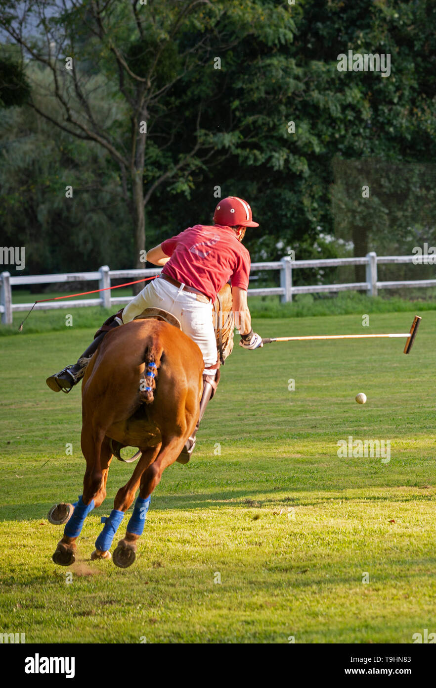 polo player with his stick running with his horse Stock Photo - Alamy