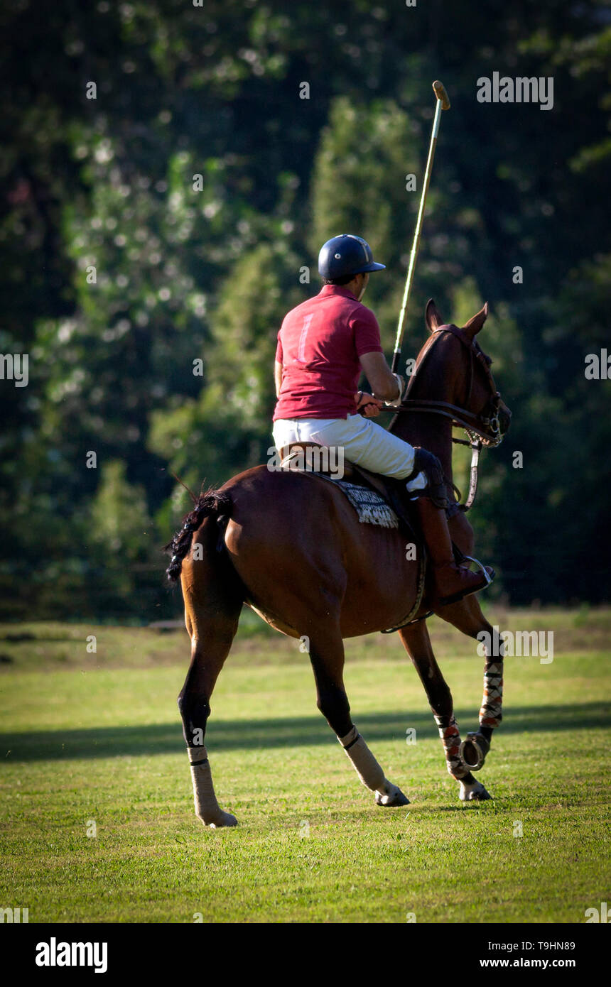 polo player with his stick running with his horse Stock Photo - Alamy
