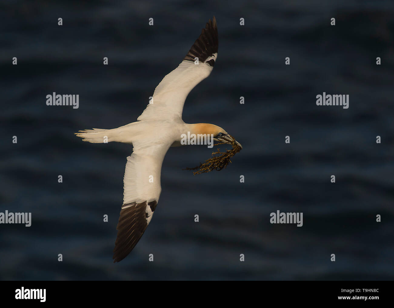 Gannets, Hermaness Shetland Stock Photo - Alamy