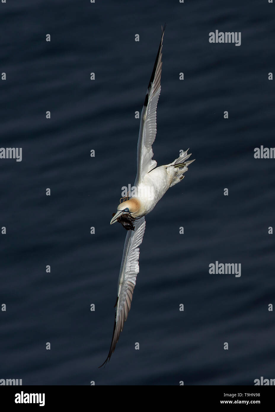 Gannets, Hermaness Shetland Stock Photo - Alamy