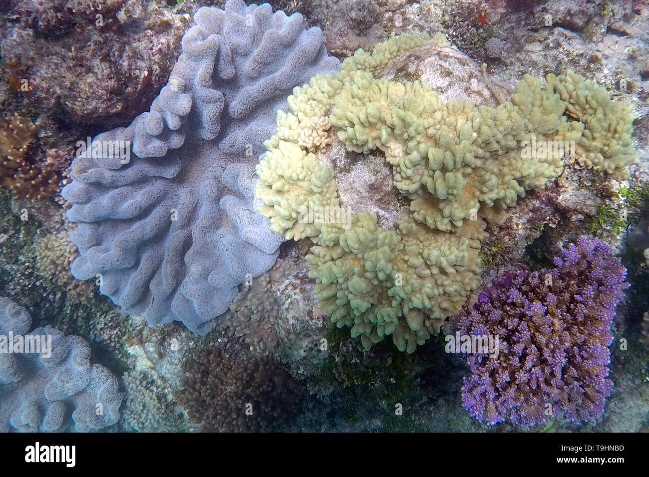 Nathan Reef, Great Barrier Reef, Queensland Stock Photo - Alamy