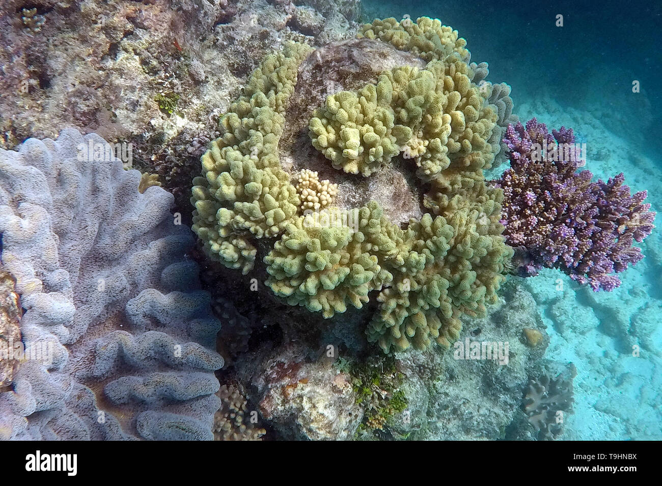 Nathan Reef, Great Barrier Reef, Queensland Stock Photo - Alamy