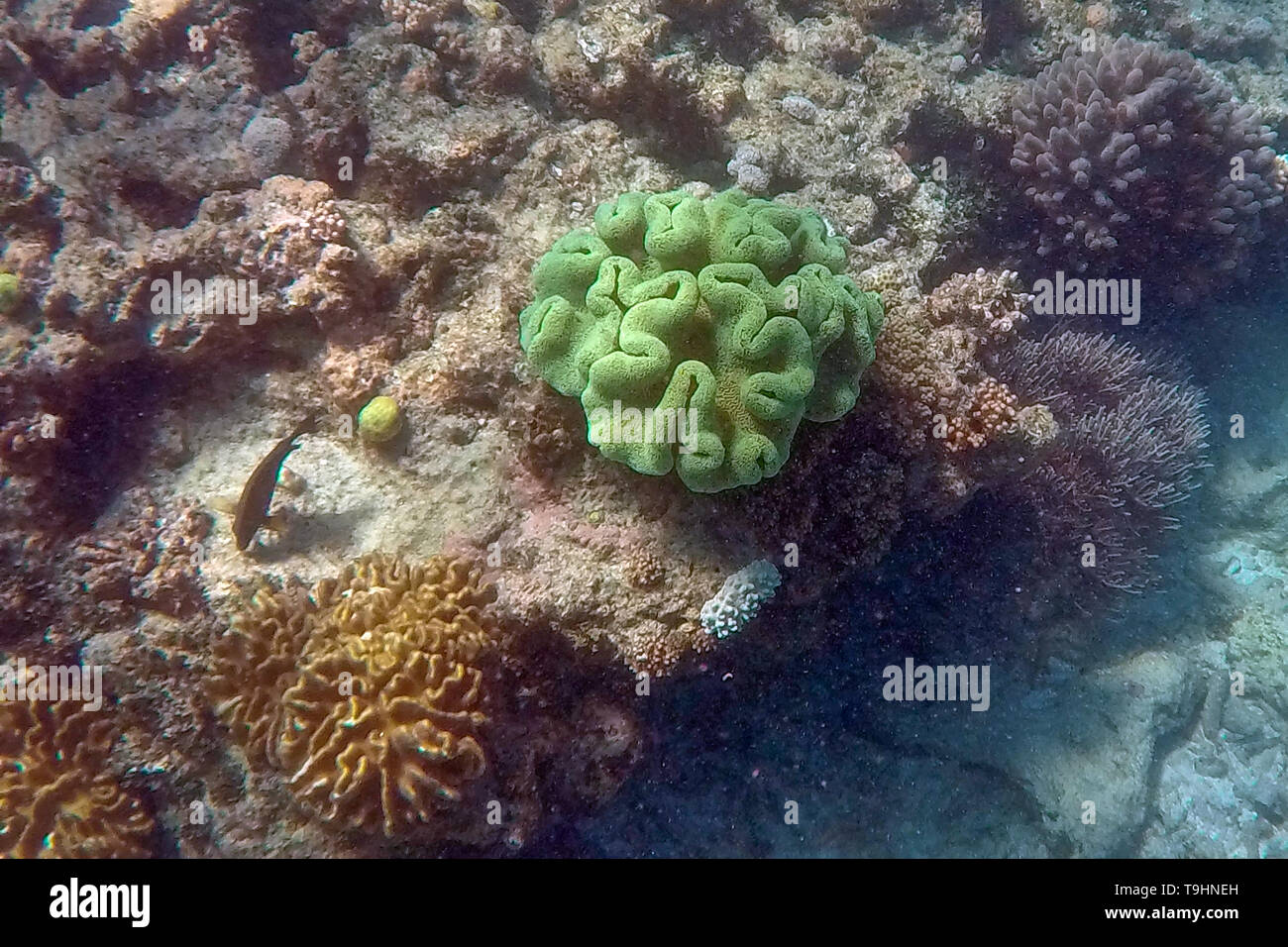 Nathan Reef, Great Barrier Reef, Queensland Stock Photo - Alamy