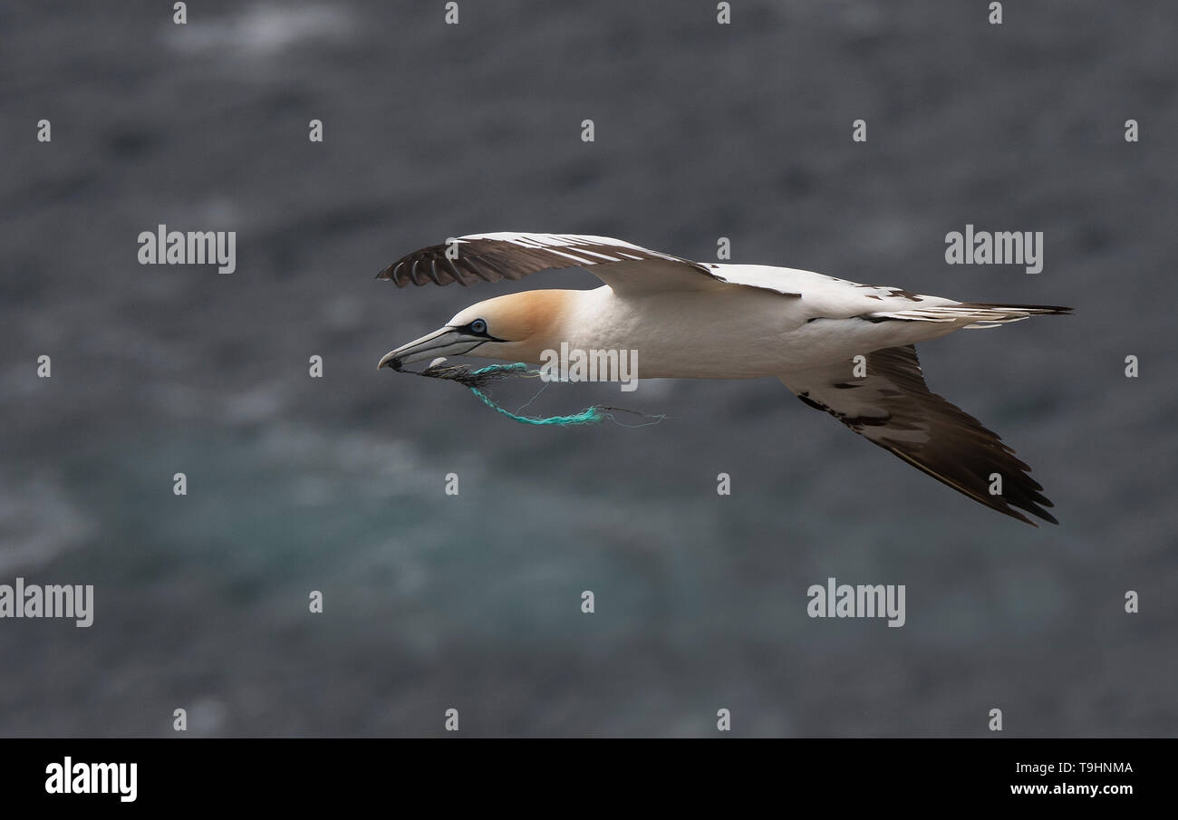 Solan Birds High Resolution Stock Photography and Images - Alamy