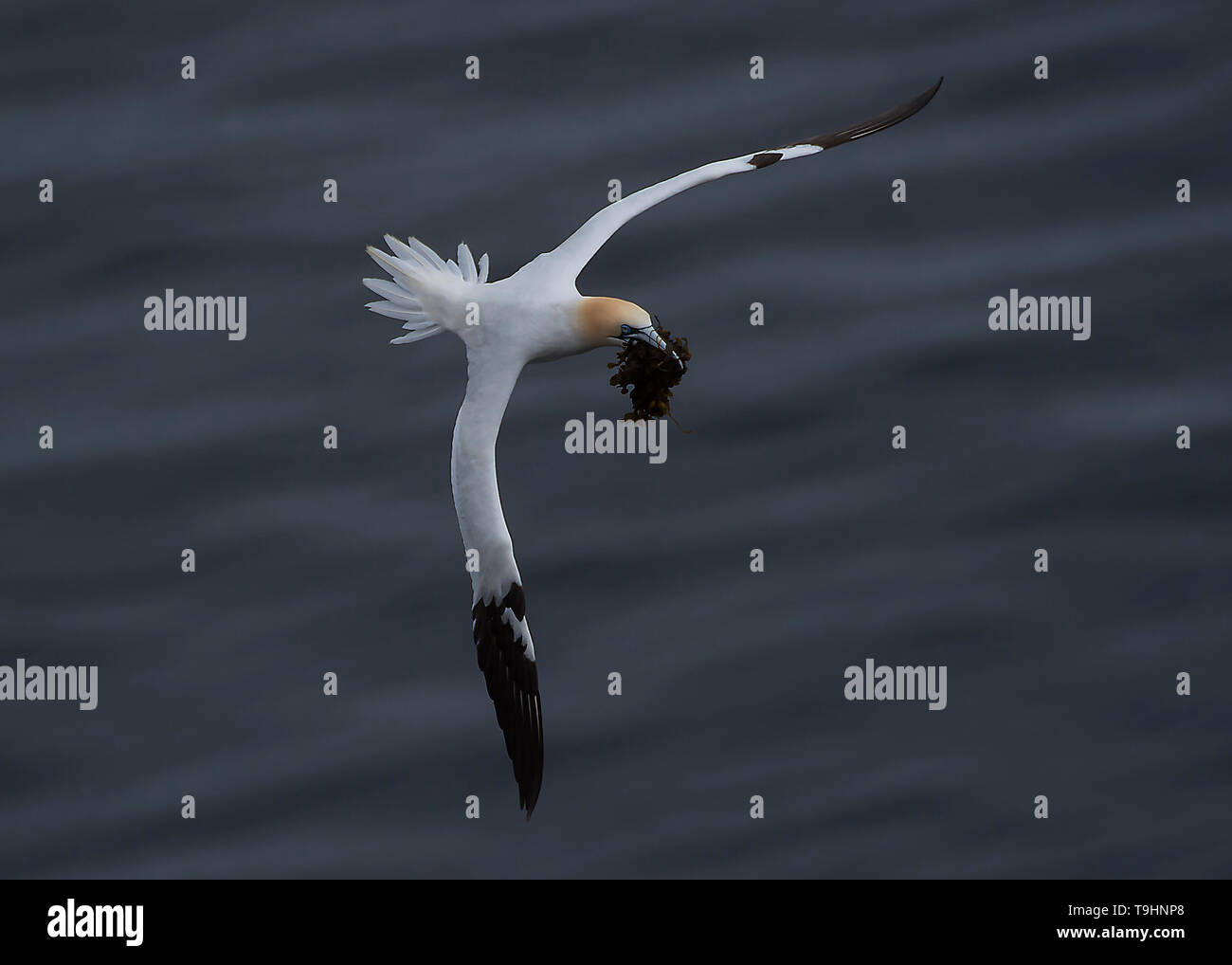 Gannets, Hermaness Shetland Stock Photo - Alamy