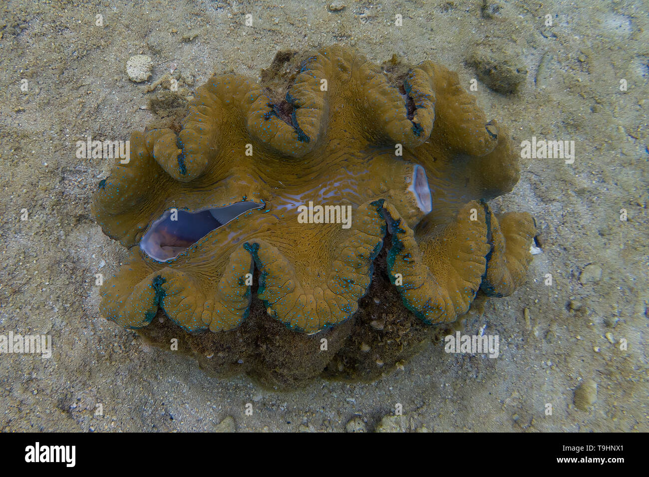 Giant clam great barrier reef hi-res stock photography and images - Alamy