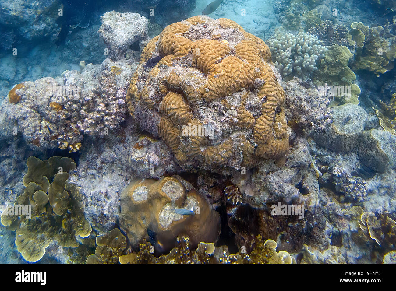 Coral island damage hi-res stock photography and images - Alamy