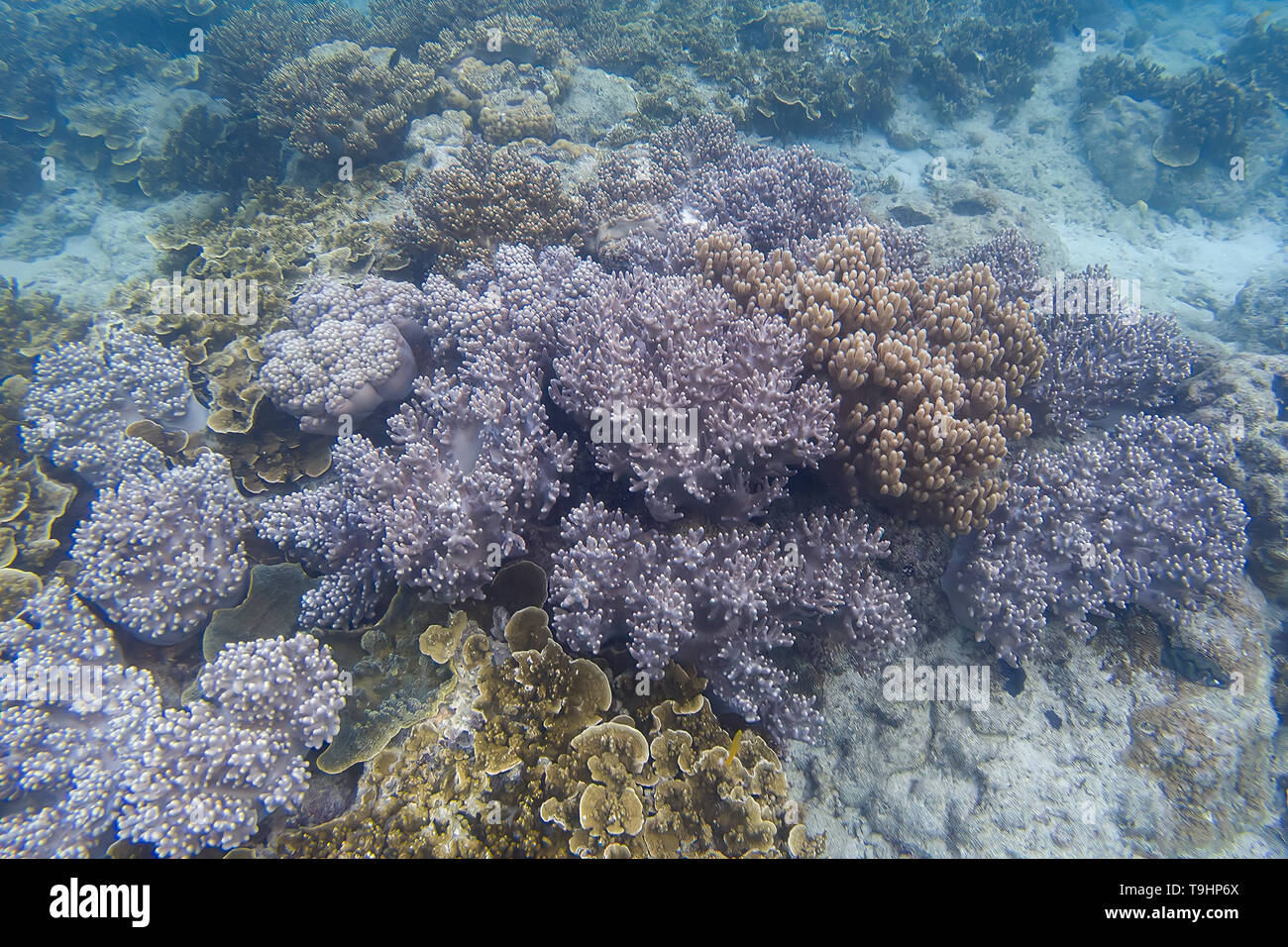 Coral island damage hi-res stock photography and images - Alamy