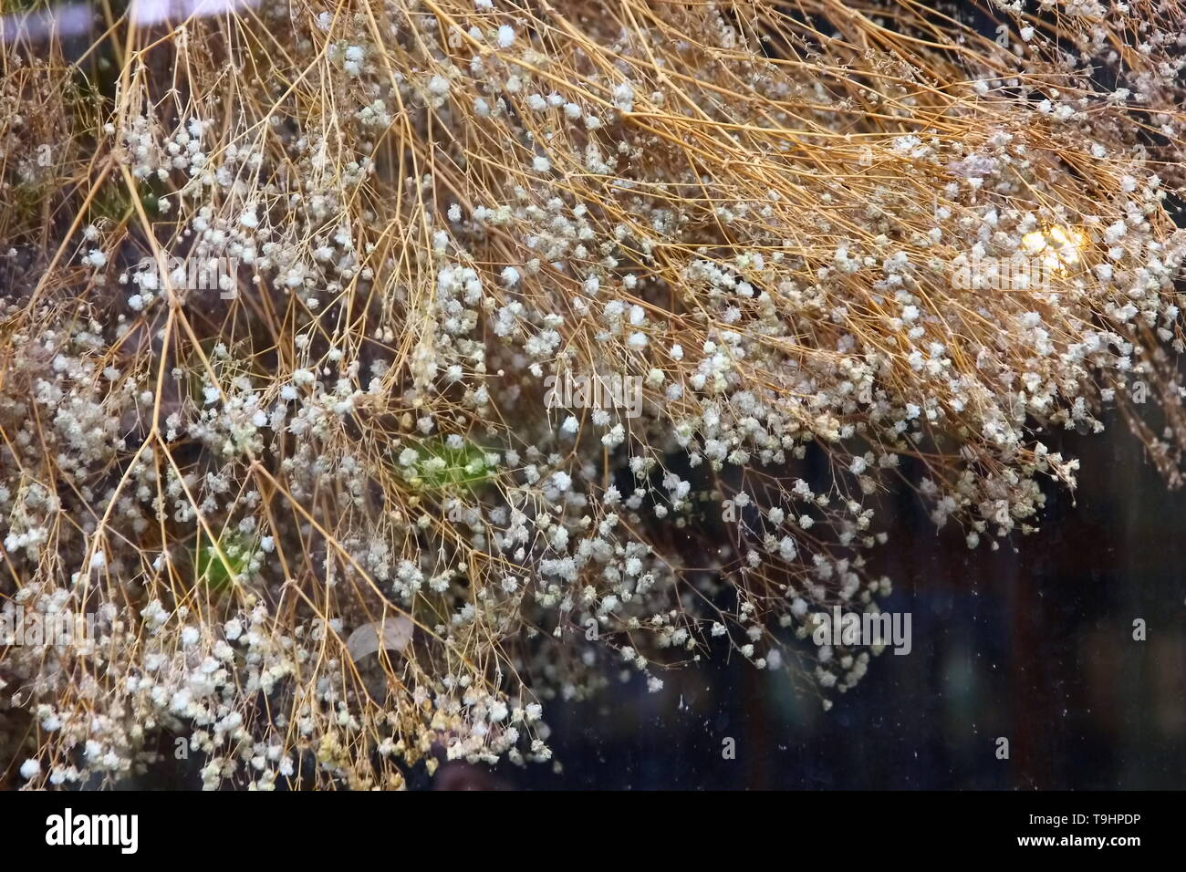 dry grass pollen background Stock Photo - Alamy