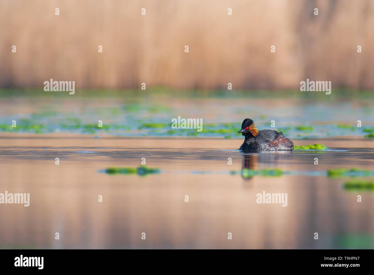 Black-necked Grebe (Podiceps nigricollis), small waterbird with its ...