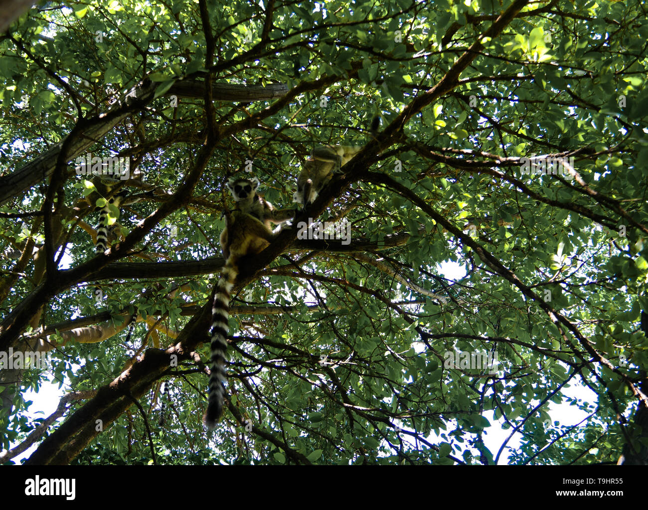 Portrait of the ring-tailed lemur Lemur catta aka King Julien in Anja ...